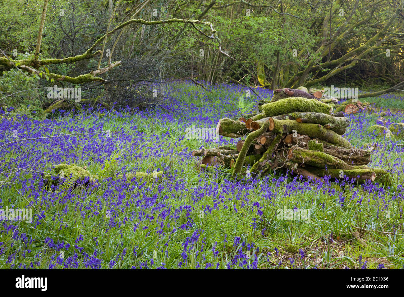 bluebells at redmoor wildlife trust reserve cornwall Stock Photo - Alamy