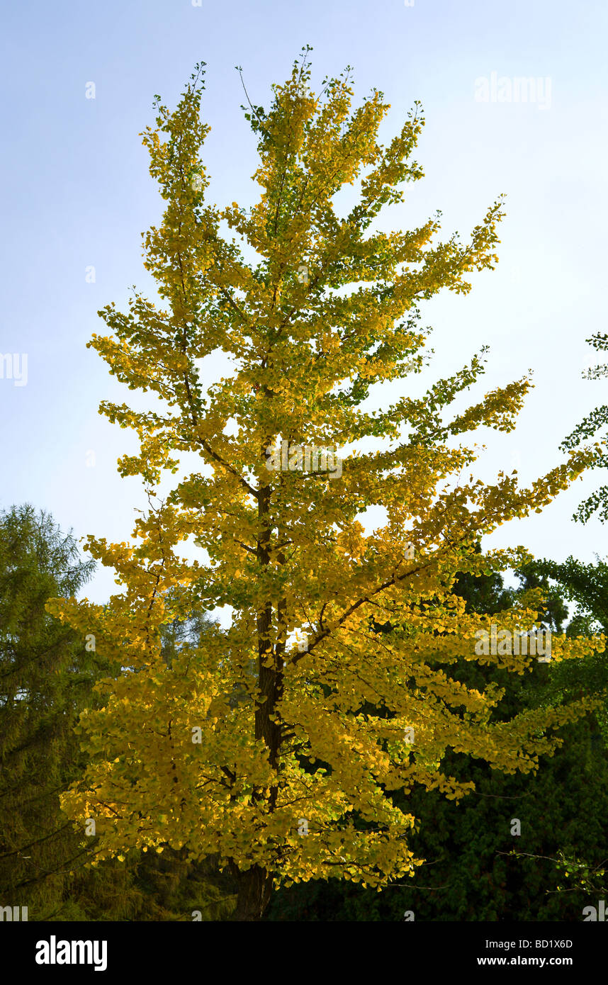 Yellow dingo tree in green park Stock Photo - Alamy