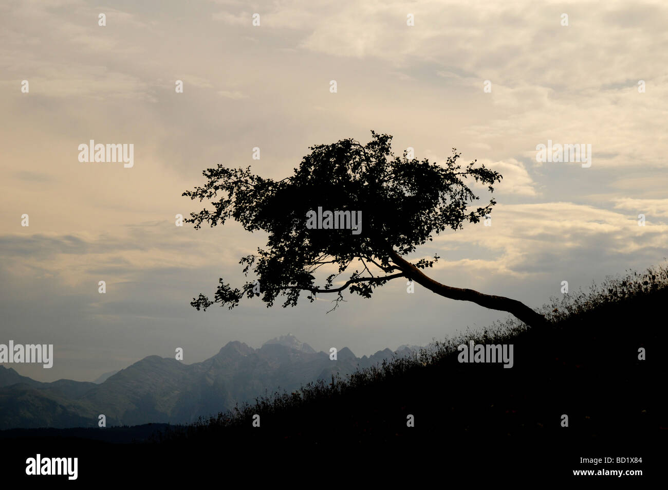 Windswept tree hi-res stock photography and images - Alamy