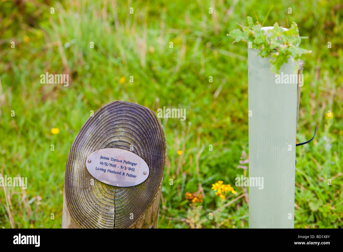 Tree planting by the carbon offset company, C02 balance at Sand Martin ...