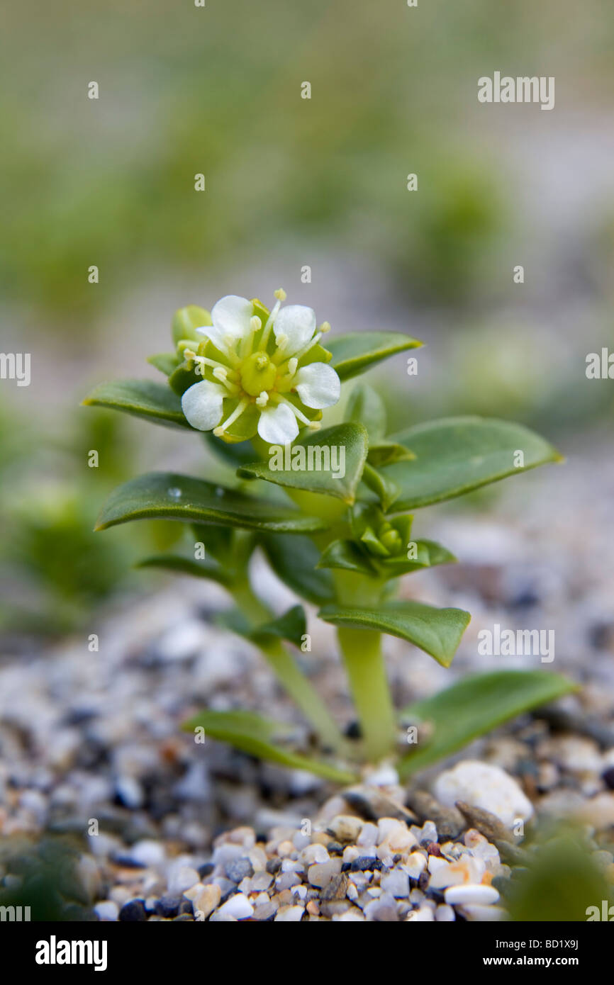 Sandwort hi-res stock photography and images - Alamy