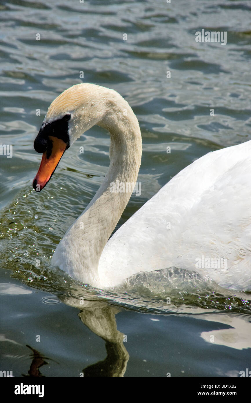Swan on river Stock Photo - Alamy
