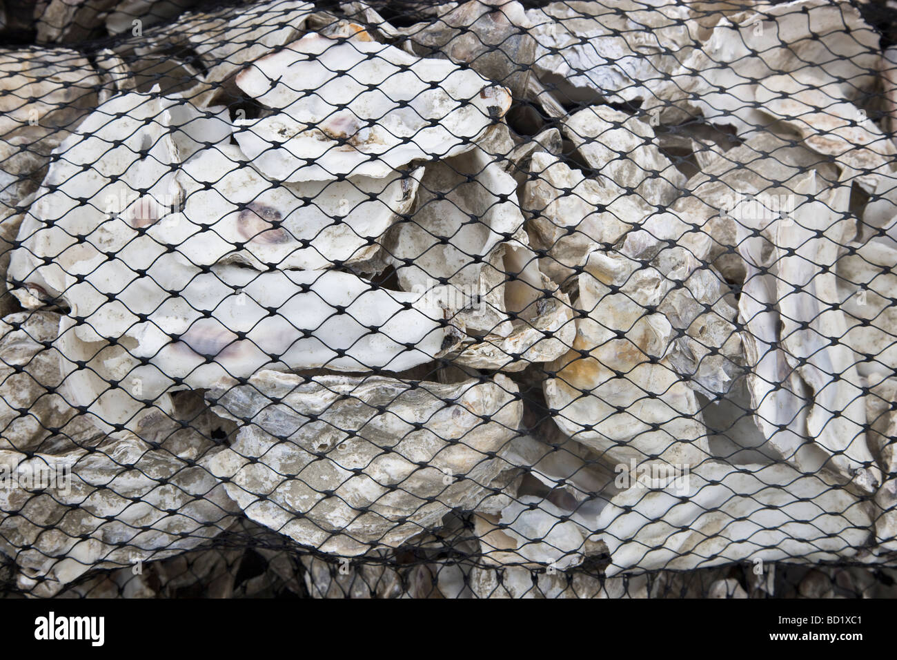Oyster Shells in bags prepared for reseeding beds Stock Photo - Alamy