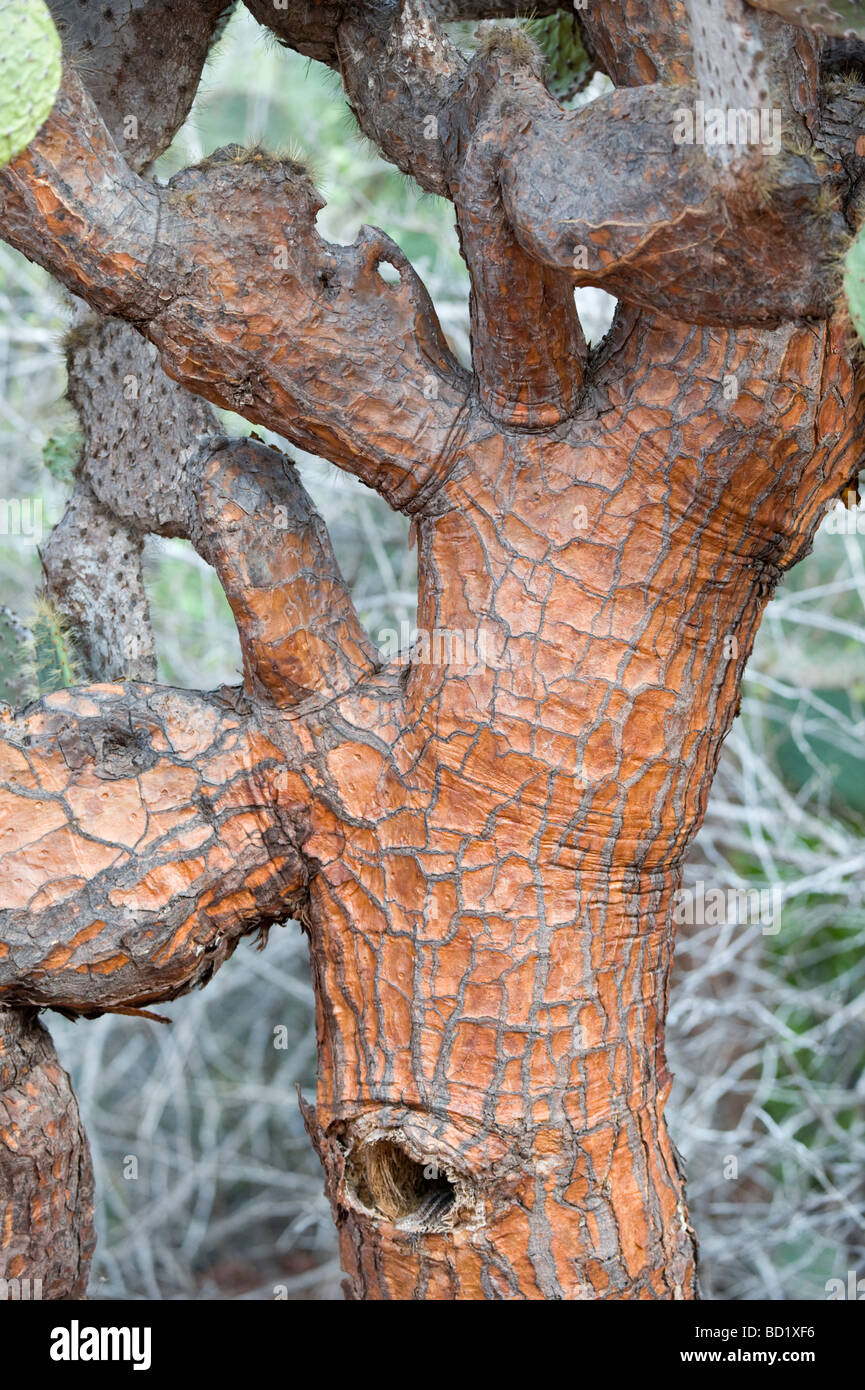 Giant trunks hi-res stock photography and images - Alamy