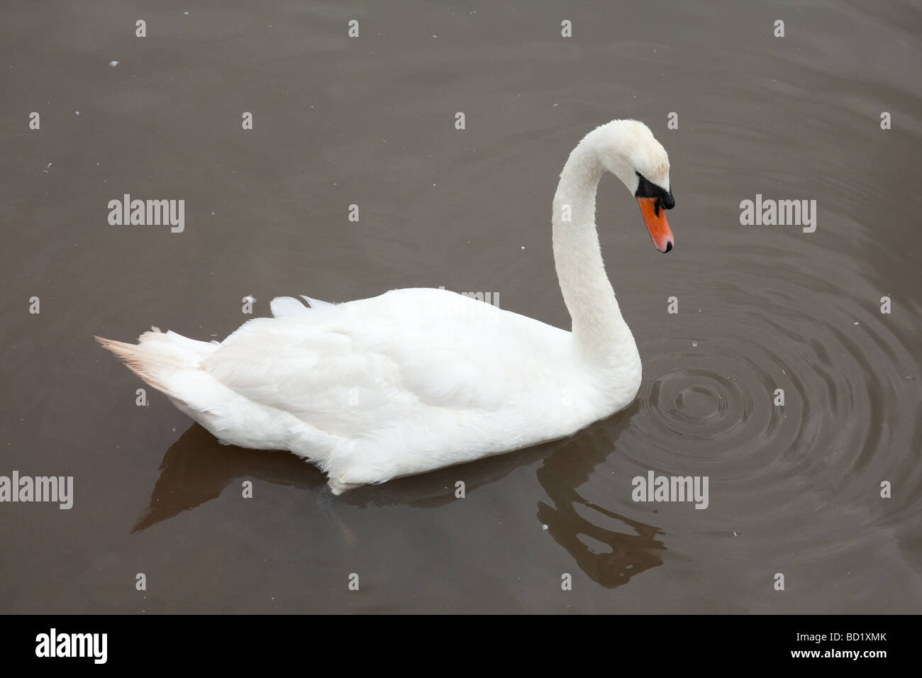 River dart devon wildlife hi-res stock photography and images - Alamy