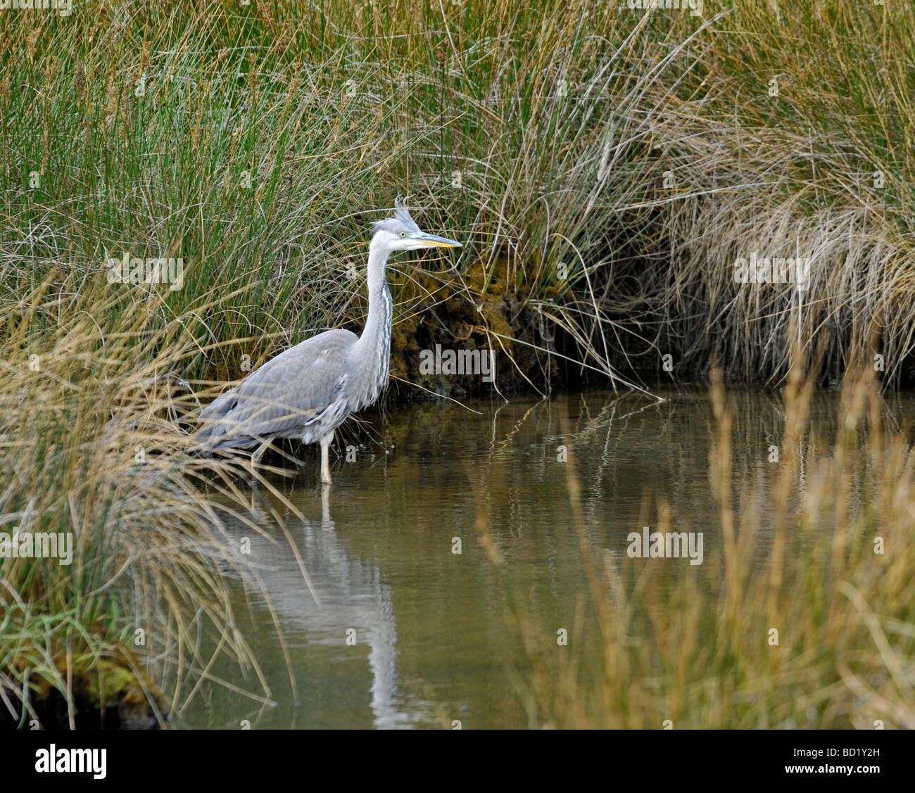 Grey heron ireland hi-res stock photography and images - Alamy