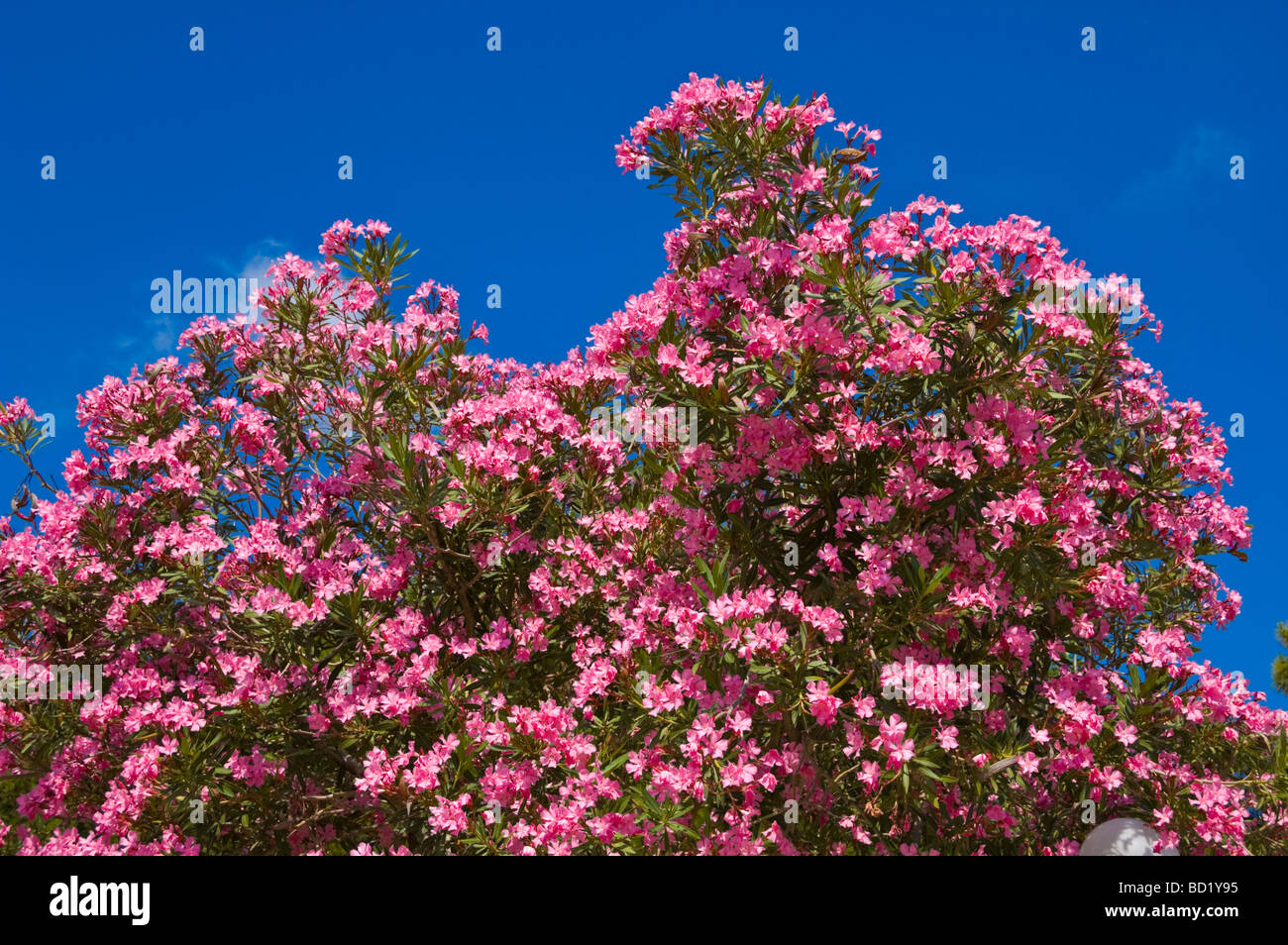 Flowering tree in public square in centre of Skala on the Greek ...