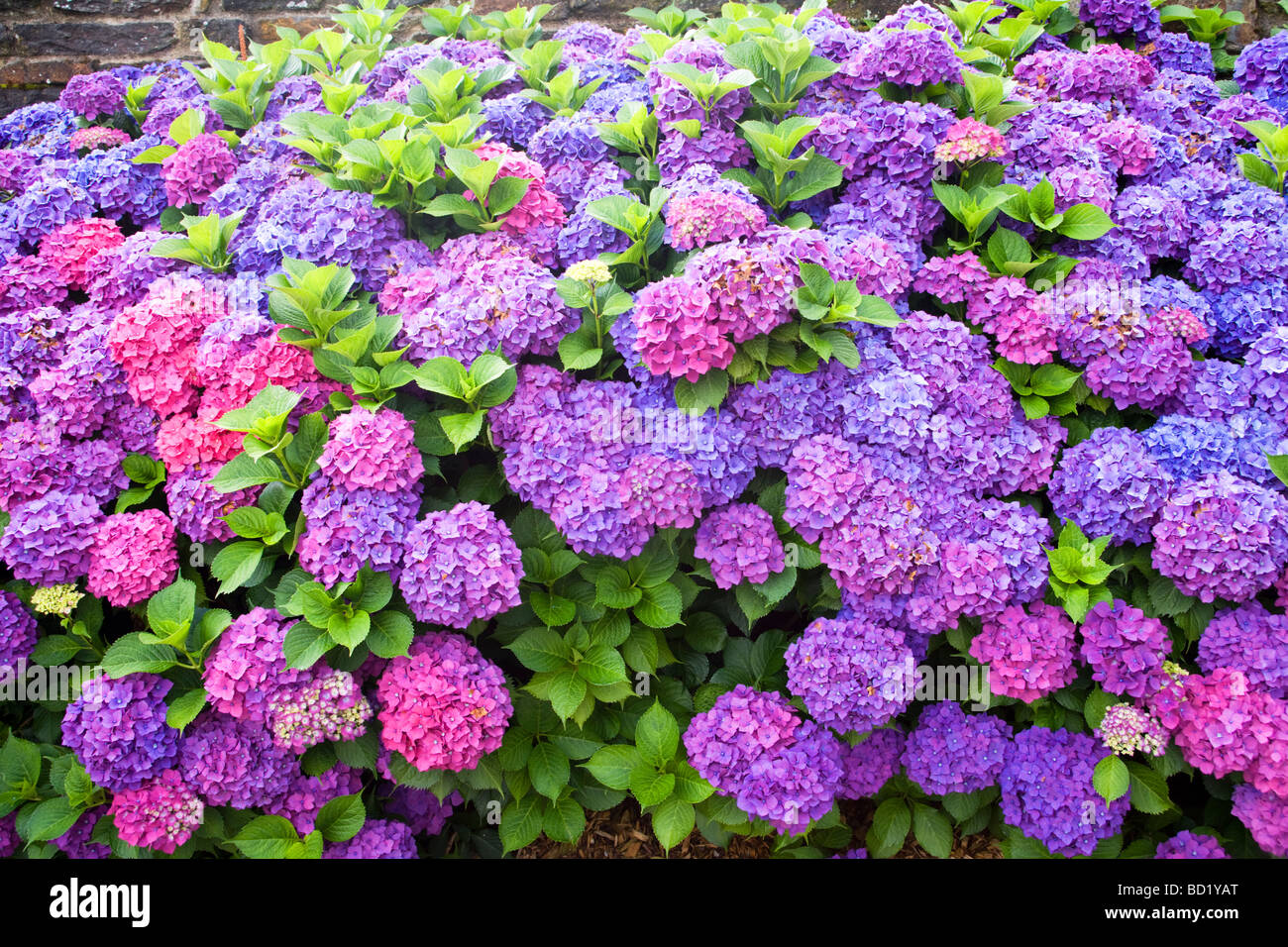 Popular bush hi-res stock photography and images - Alamy