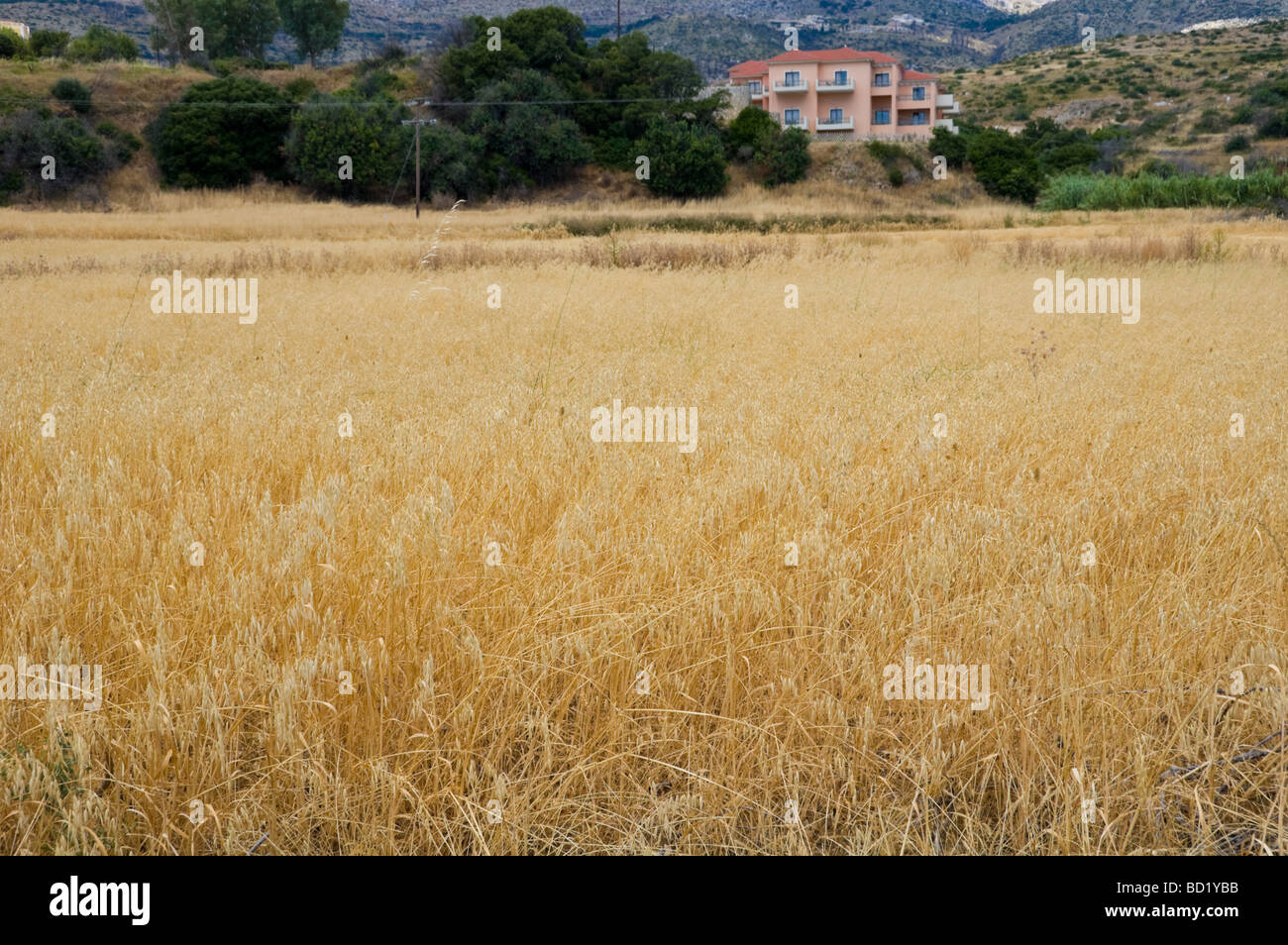 Field of grain growing in Skala on the Greek island of Kefalonia Greece ...