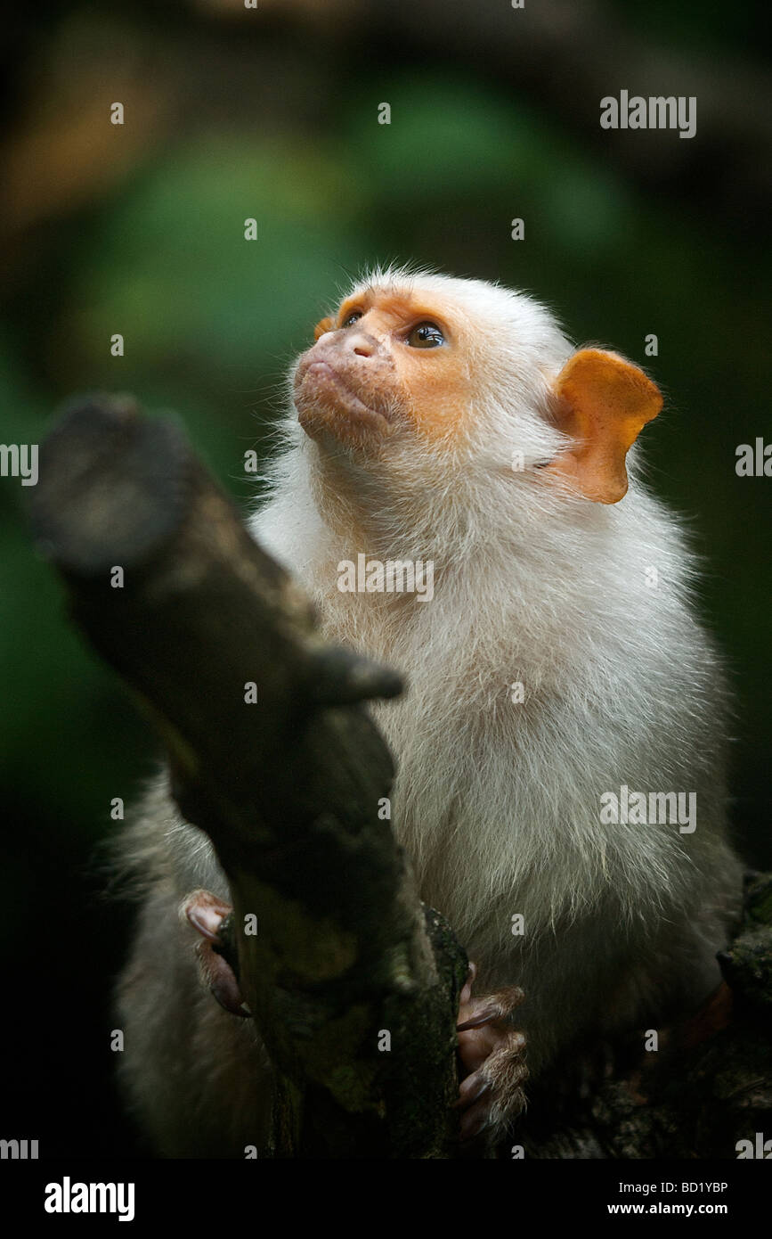 A small monkey poses on a branch, concentrating on something else Stock ...