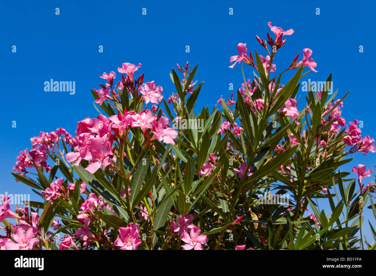 Flowering shrubs bordering beach at Skala on the Greek island of ...