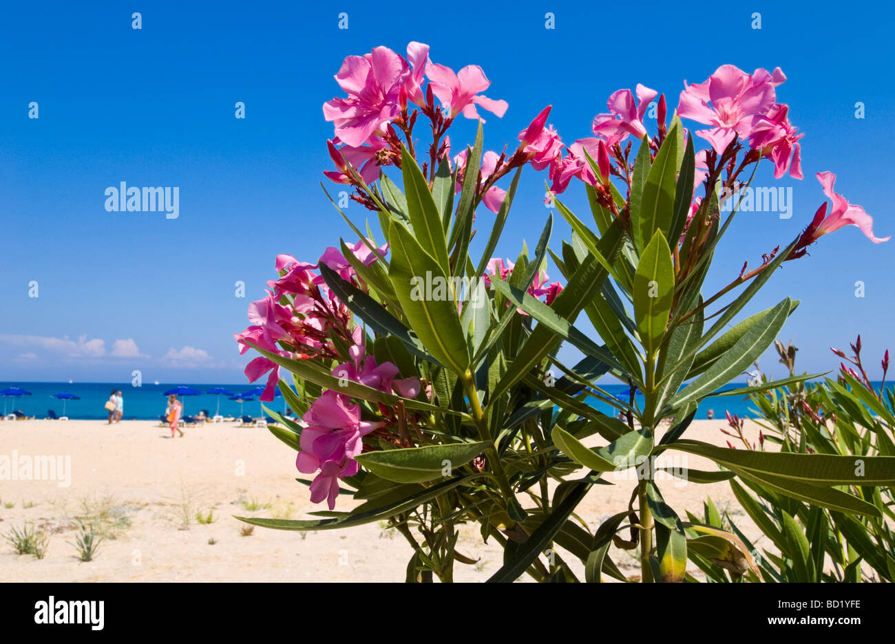 Flowering shrubs bordering beach at Skala on the Greek island of ...