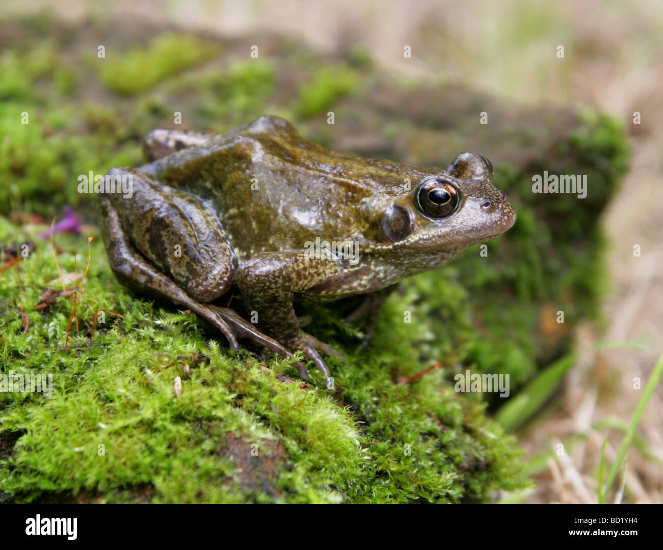 Common Frog, European Common Frog or European Common Brown Frog, Rana ...