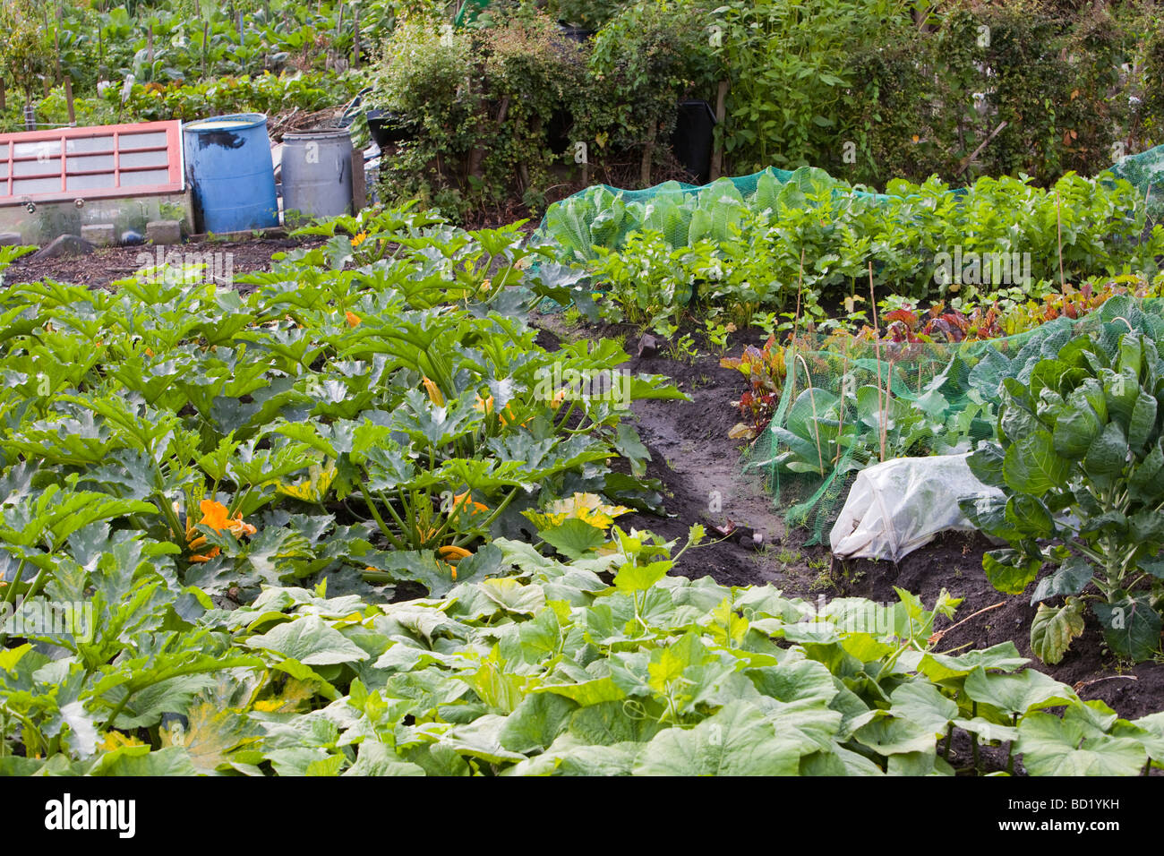Allotments in Durham for growing vegetables, helps cut down on food ...