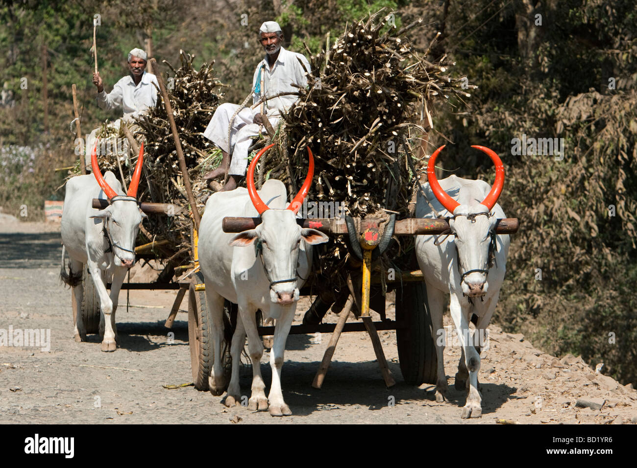 Men transport sugar cane by bullock cart Maharashtra India Stock Photo ...