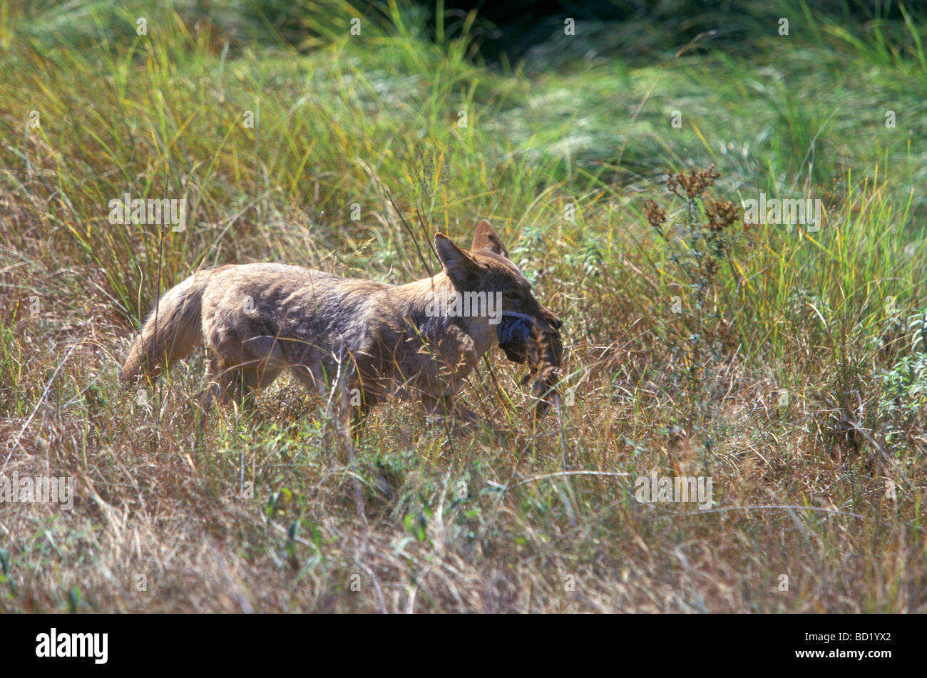 A coyote with its prey, a gray squirrel, in Yosemite National Park ...