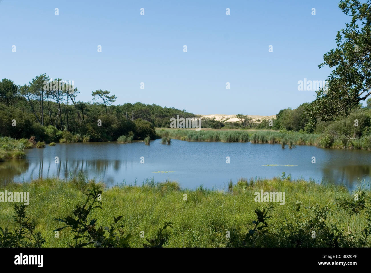 The marsh known as "la Pipe" alongside the Huchet river (Landes ...