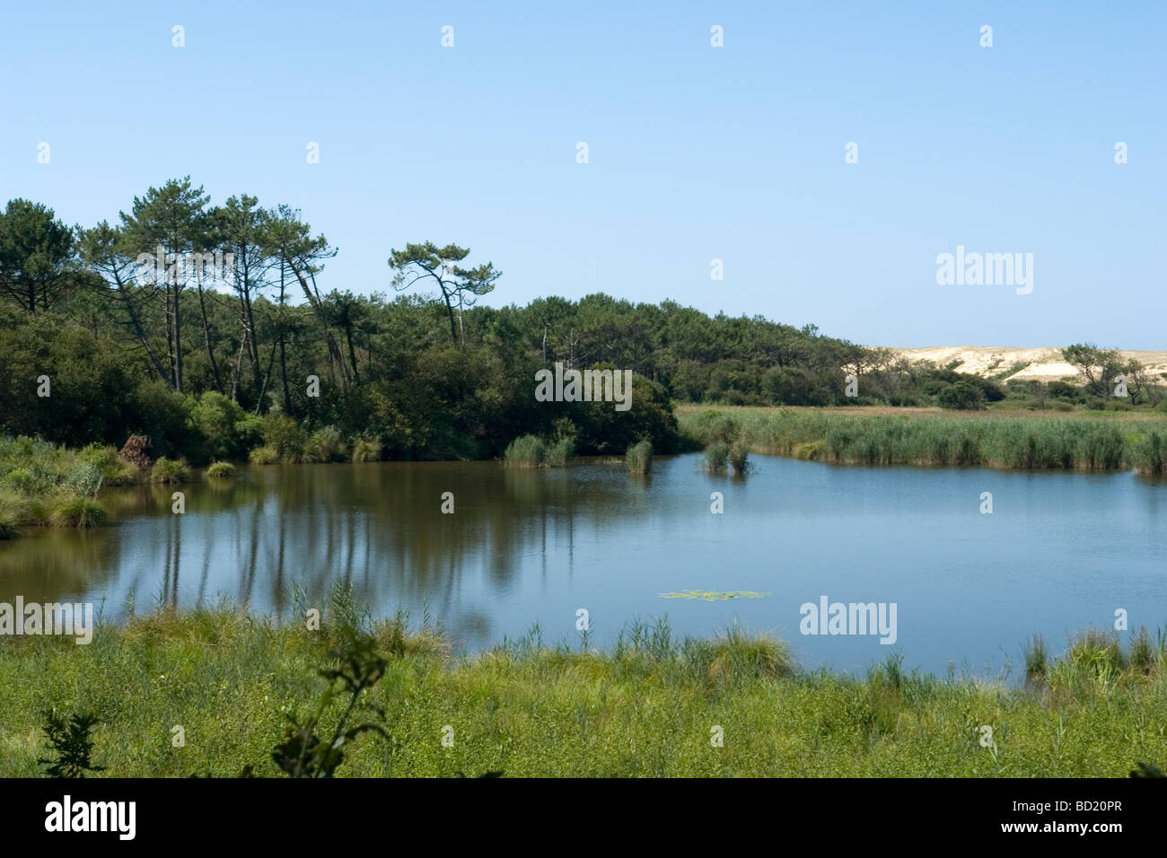 The marsh known as "la Pipe" alongside the Huchet river (Landes ...