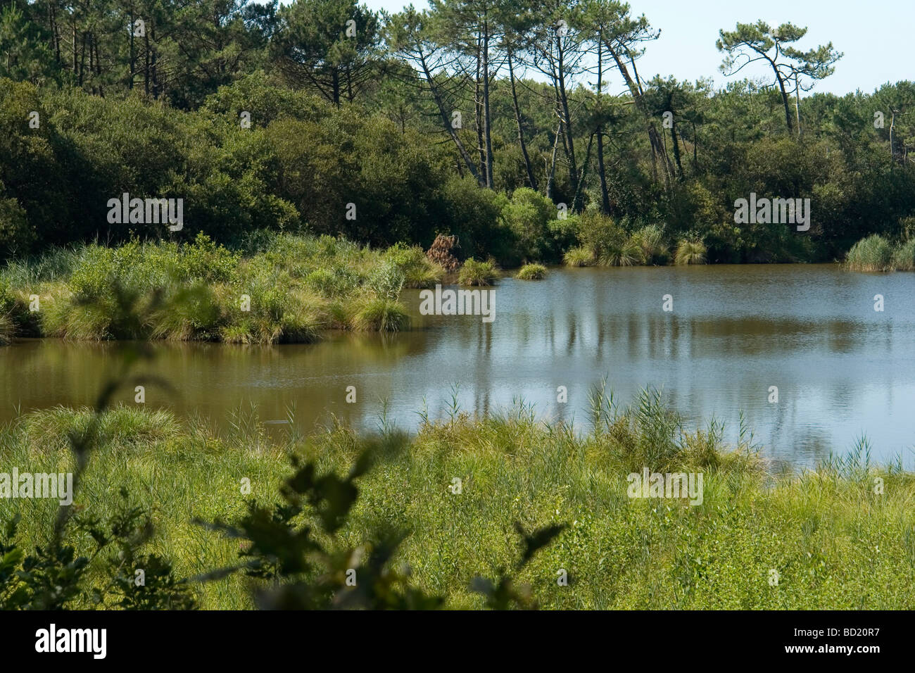 The marsh known as "la Pipe" alongside the Huchet river (Landes ...