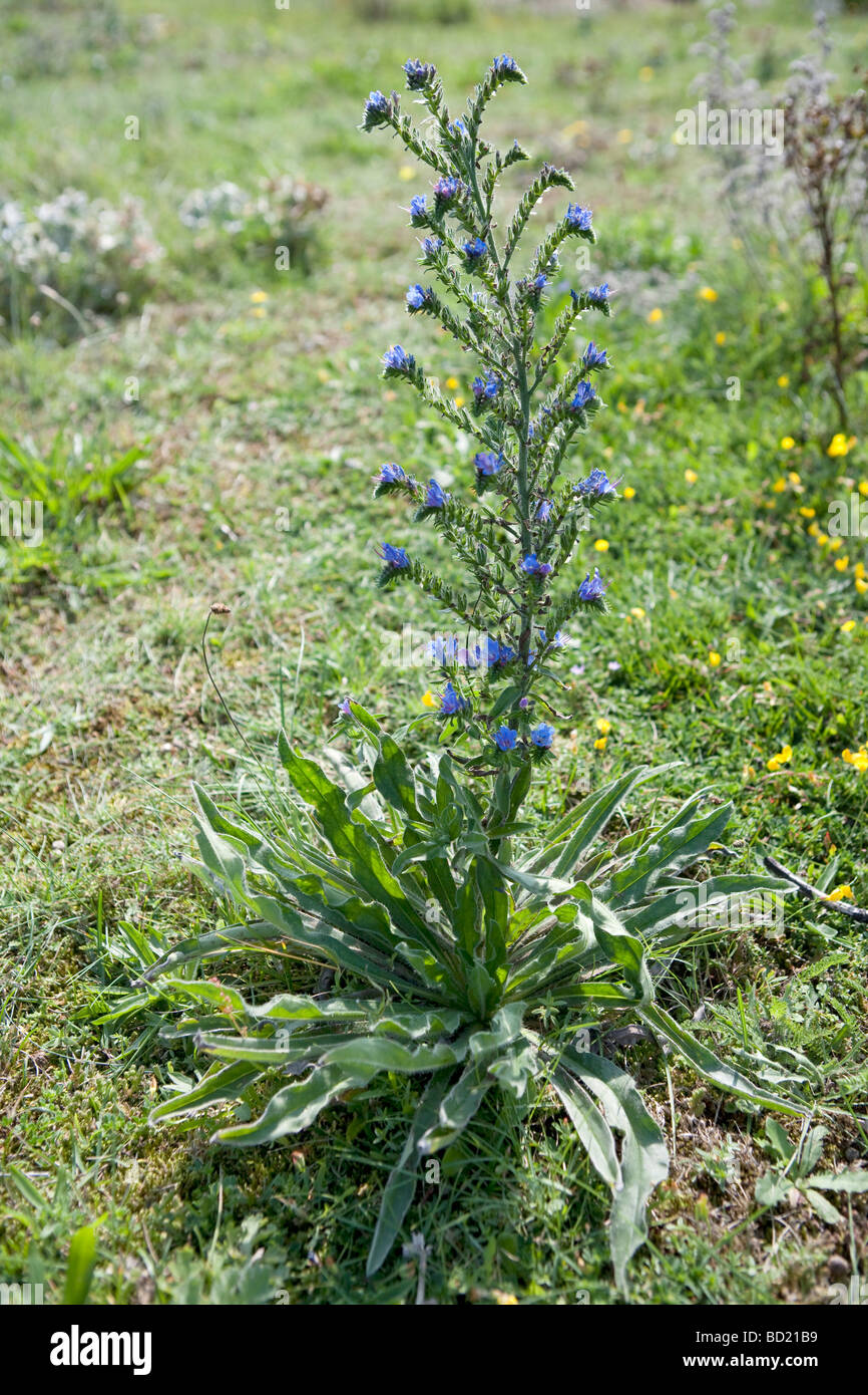 Echium vulgare hi-res stock photography and images - Alamy