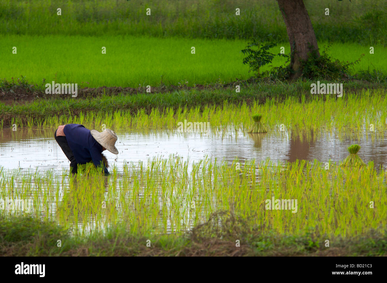 Thai rice farmer planting rice by hand Stock Photo - Alamy