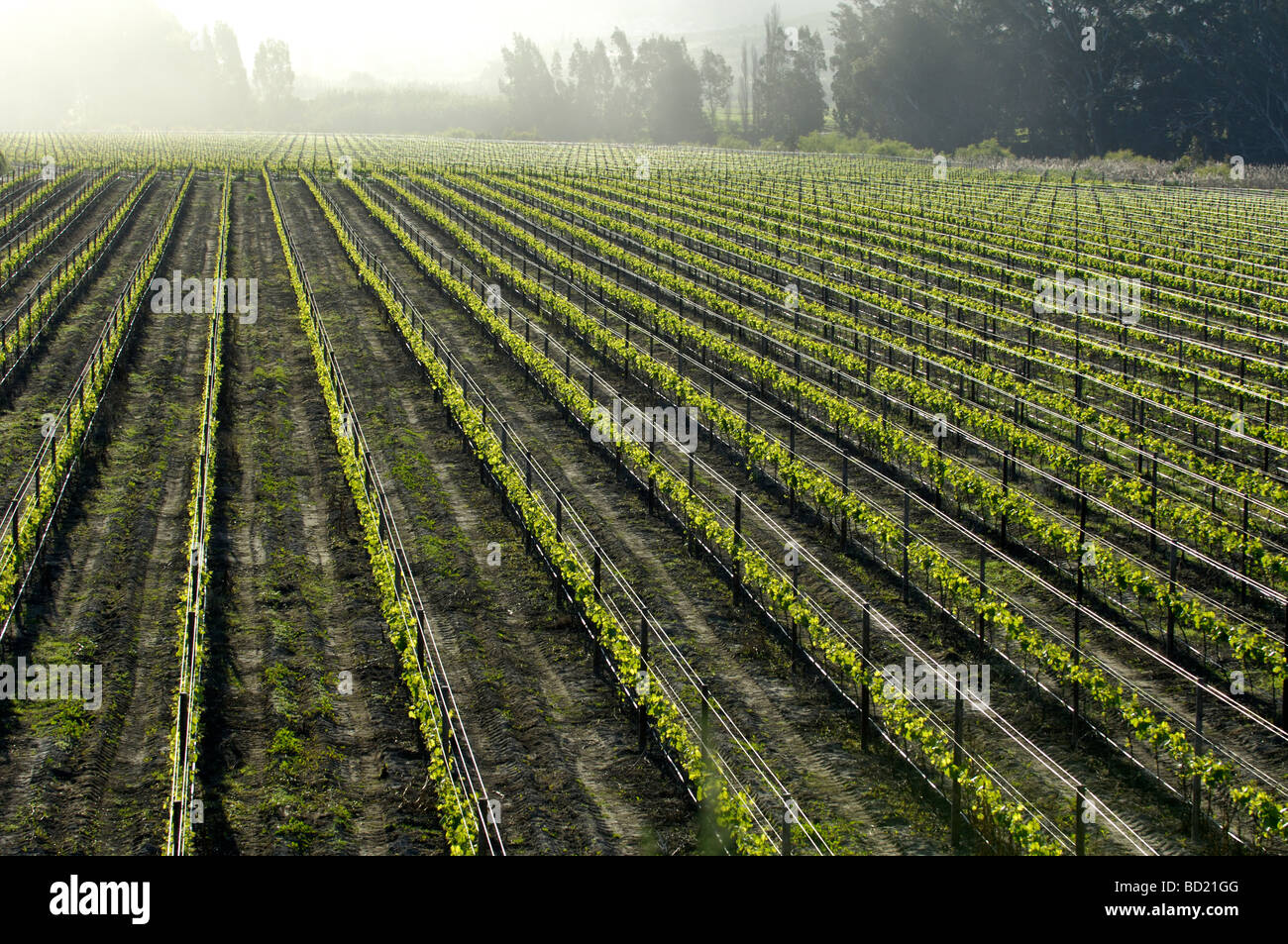 Grape Vines growing in the Overberg Region, Western Cape, South Africa ...