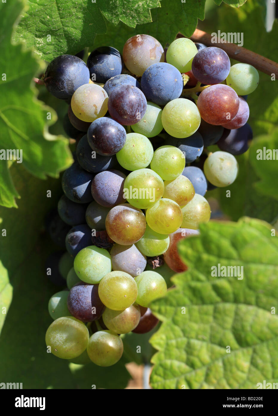 Ripening grapes in a vineyard hi-res stock photography and images - Alamy