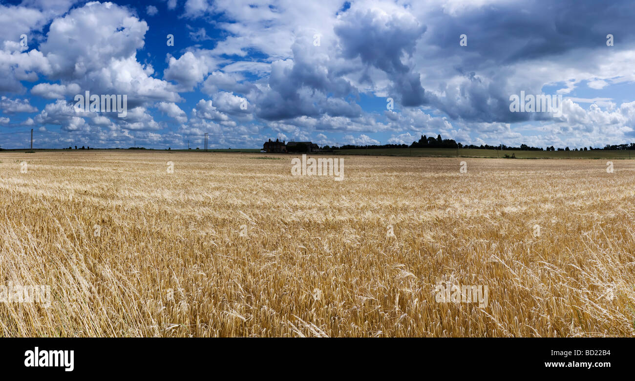 Crops on farmland in the countryside in a rural setting Stock Photo - Alamy