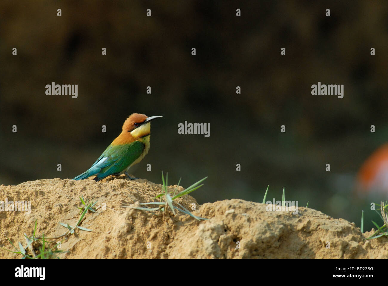Chestnut headed bee eater hi-res stock photography and images - Alamy