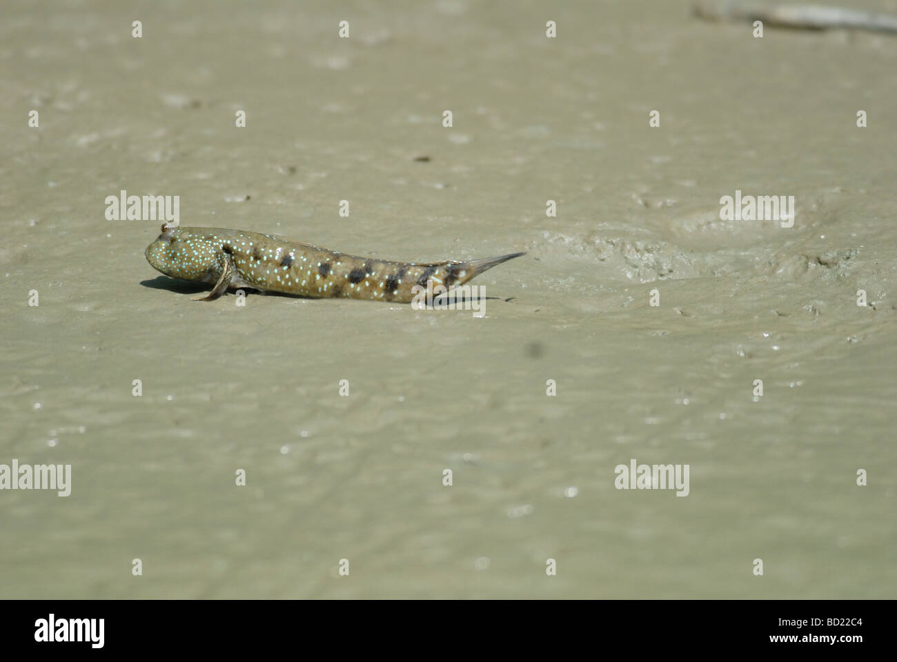 Amphibious fish mudskipper hi-res stock photography and images - Alamy