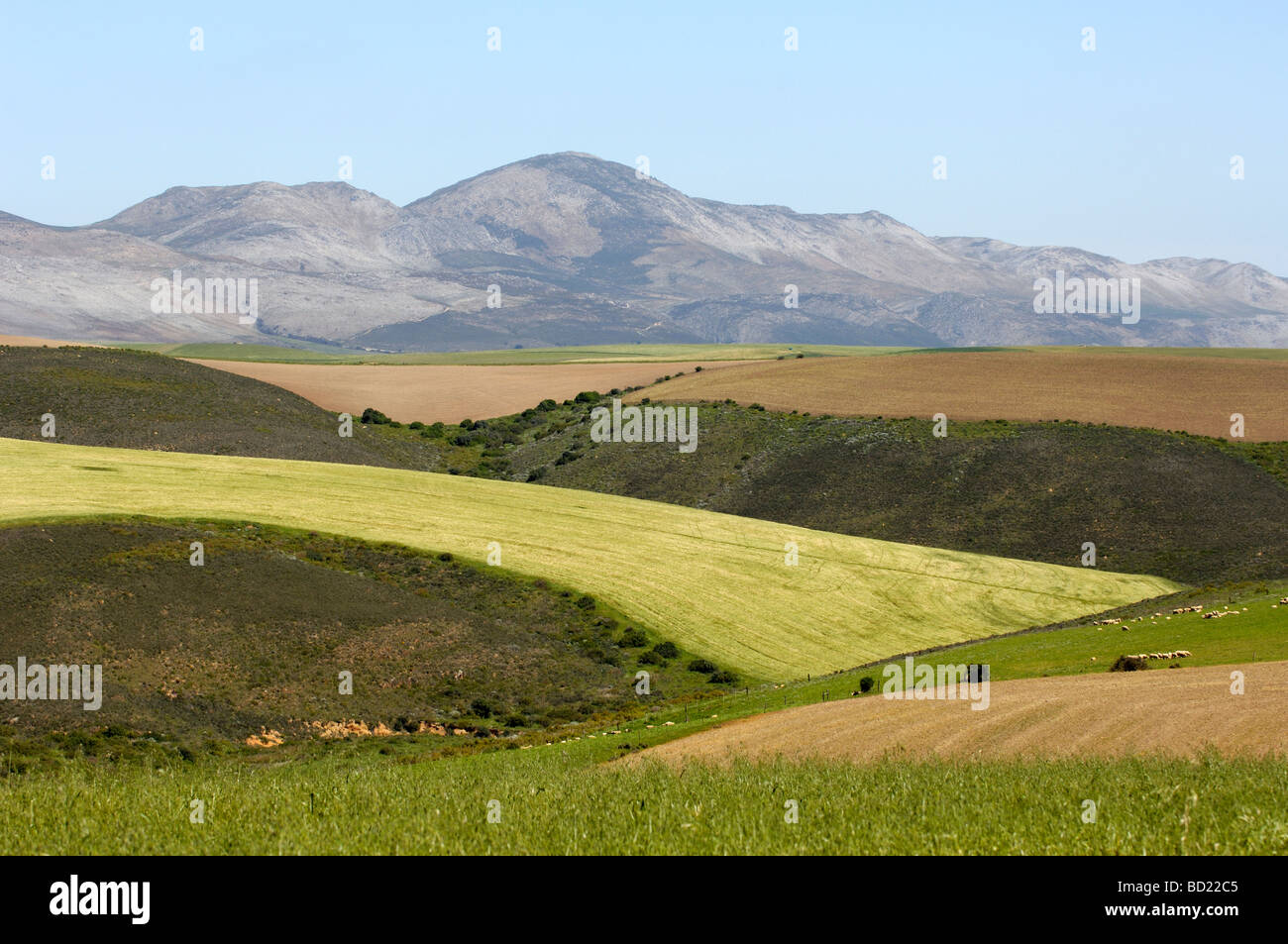 Farming fields overberg landscape scenic hi-res stock photography and ...