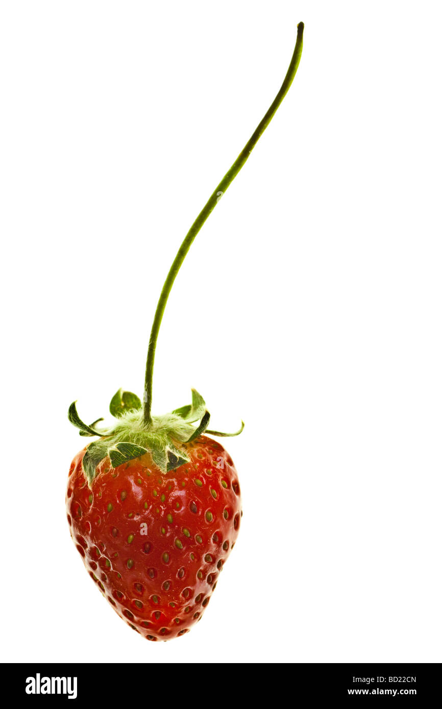 ripe red strawberry with stem isolated on white background Stock Photo ...