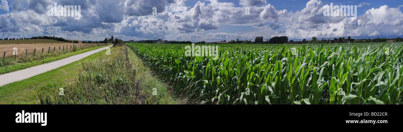 Crops on farmland in the countryside in a rural setting Stock Photo - Alamy
