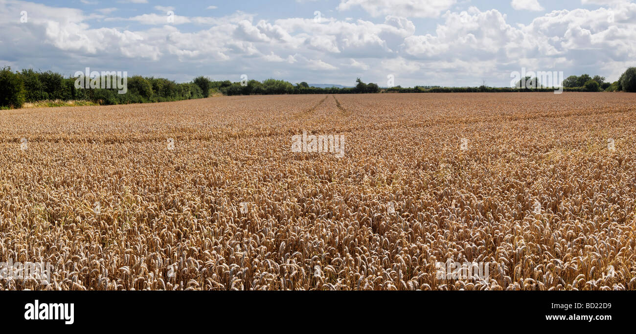 crops growing in a field Stock Photo - Alamy