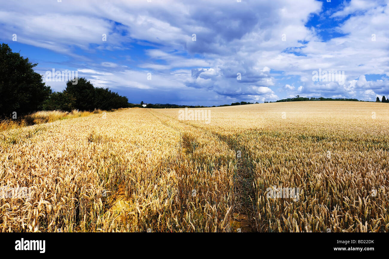 crops growing in a field Stock Photo - Alamy