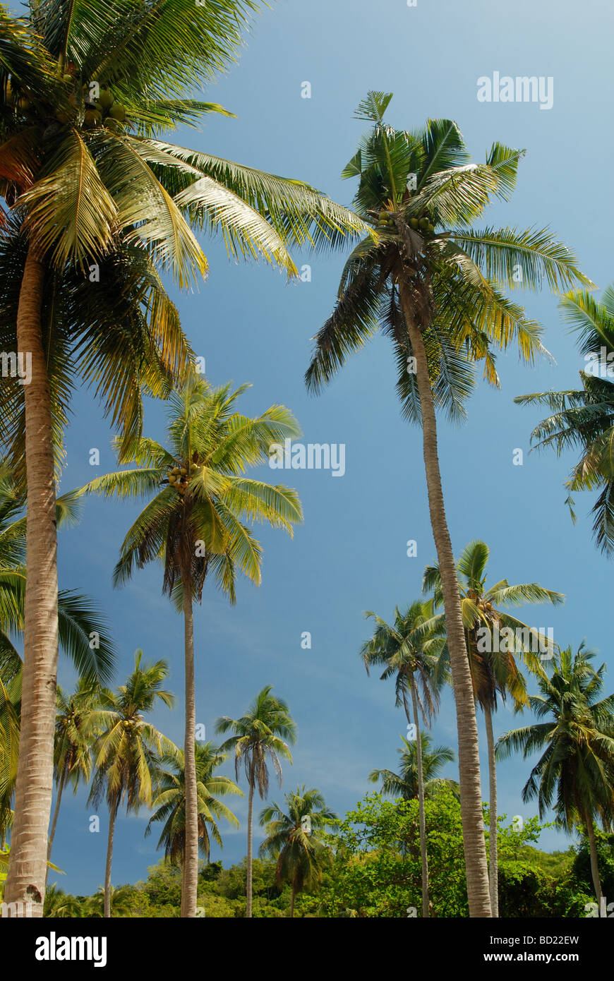 The coconut palm cocos nucifera hi-res stock photography and images - Alamy