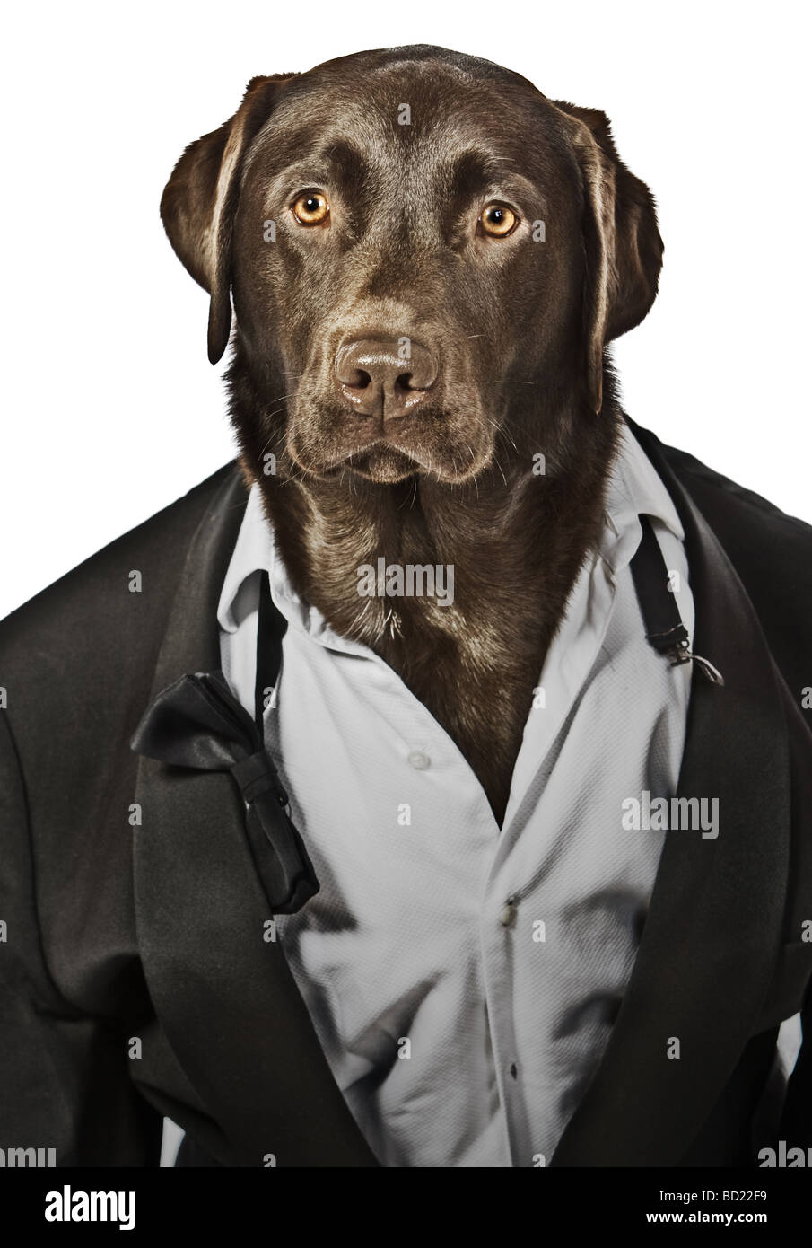 Cool looking dog hi-res stock photography and images - Alamy