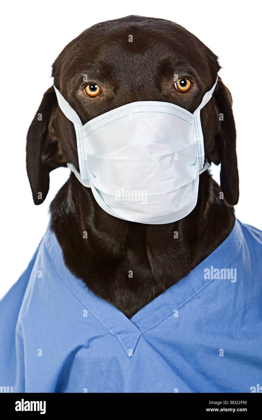 Chocolate Labrador Surgeon Stock Photo - Alamy