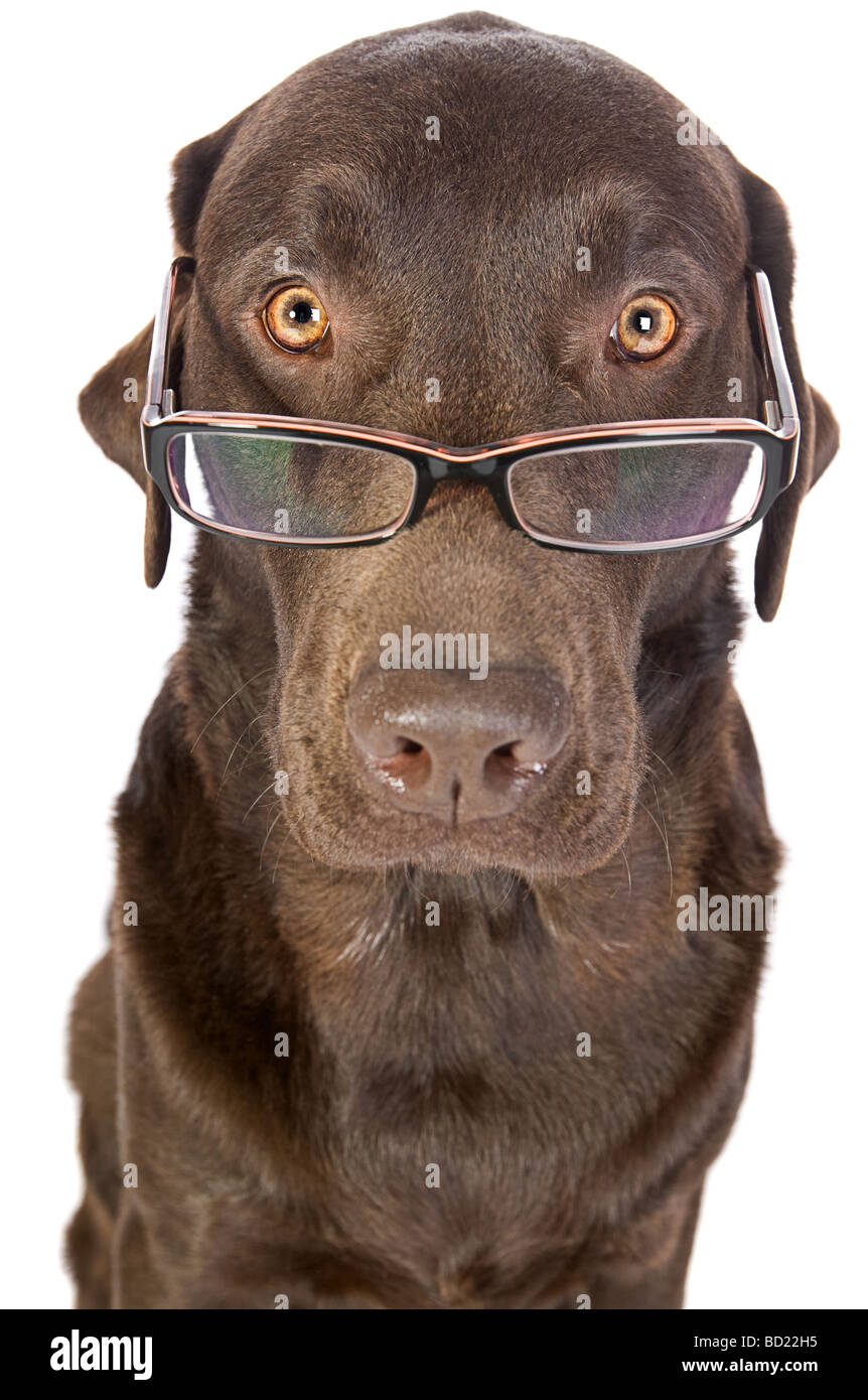 Are Labradors Intelligent