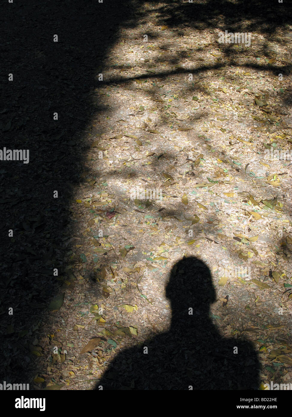 man's shadow on footpath in woods Stock Photo - Alamy