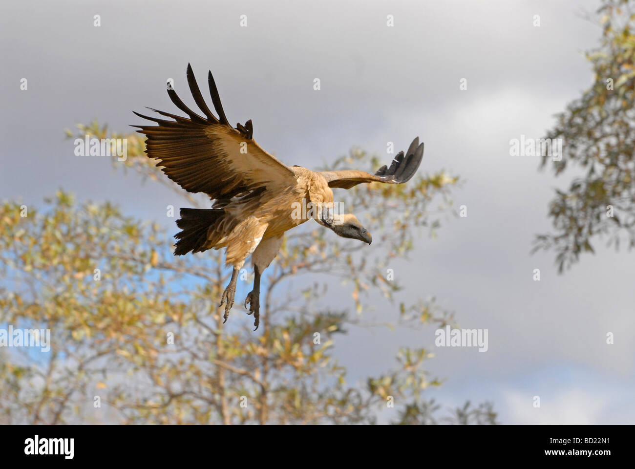 White backed vulture in flight, descending to feed on dead antilope ...