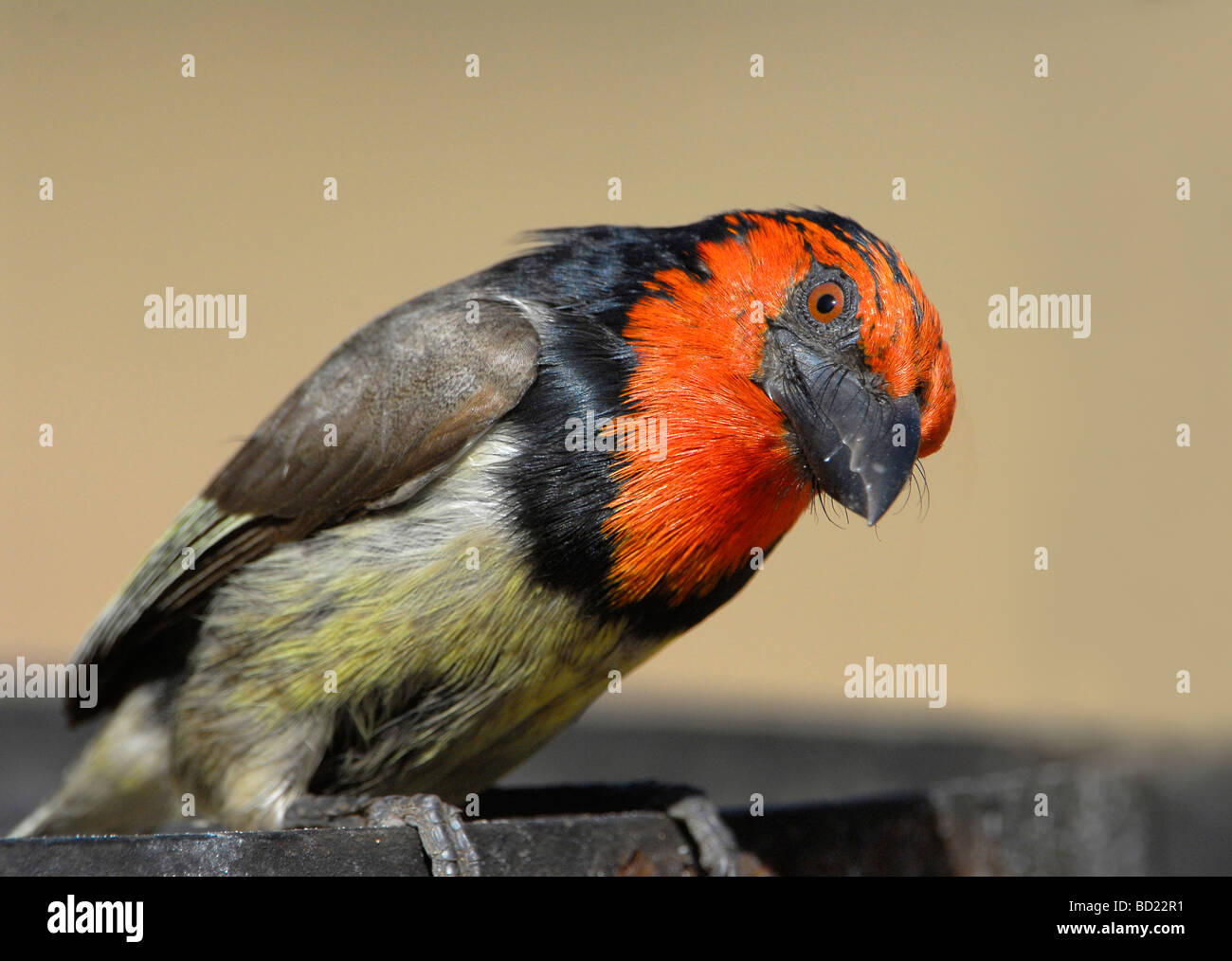 Inquisistive Black collared barbet from close up in Pretorius Kop camp ...