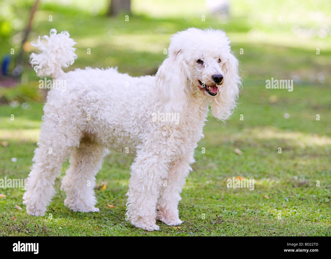 French poodle, nobody hi-res stock photography and images - Alamy