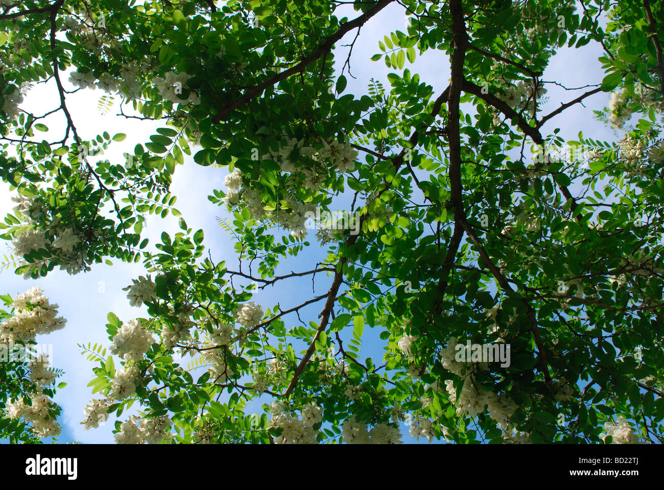 Black Locust tree flowers Robinia pseudoacacia L from below through to ...