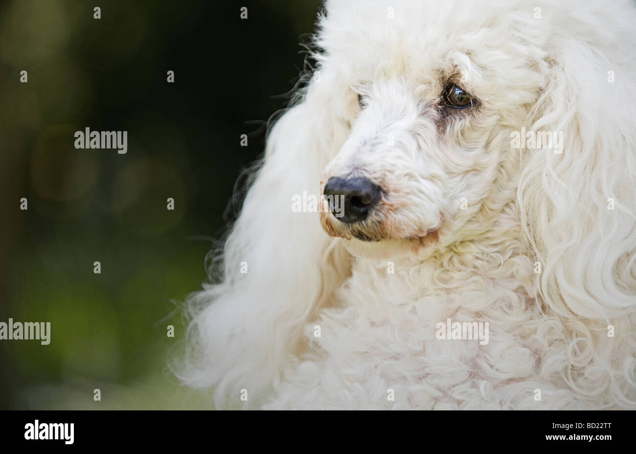 French poodle dog pet hi-res stock photography and images - Alamy