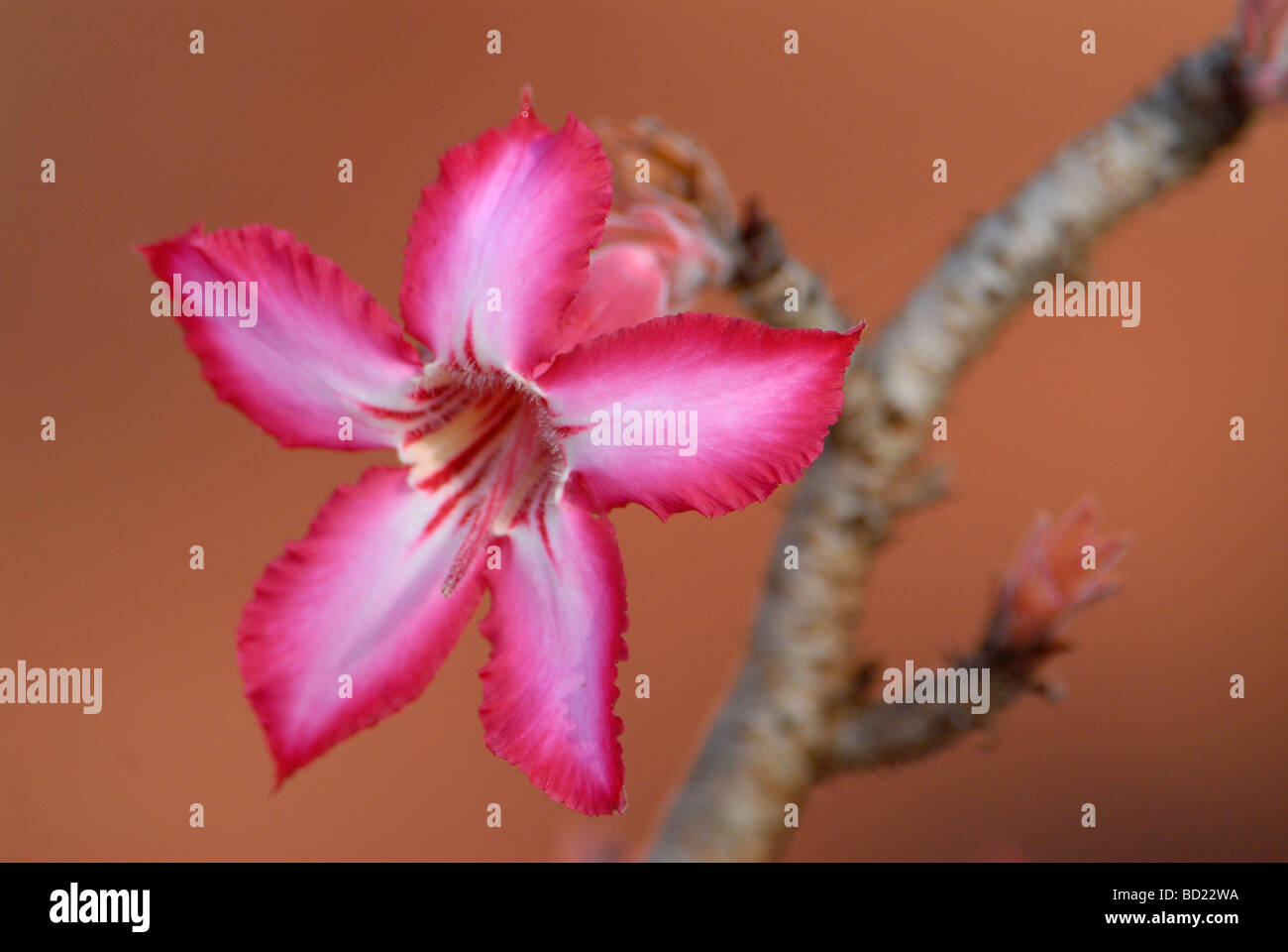 Close-up of the beautiful Impala Lily or Sabie Star, an indigenous ...