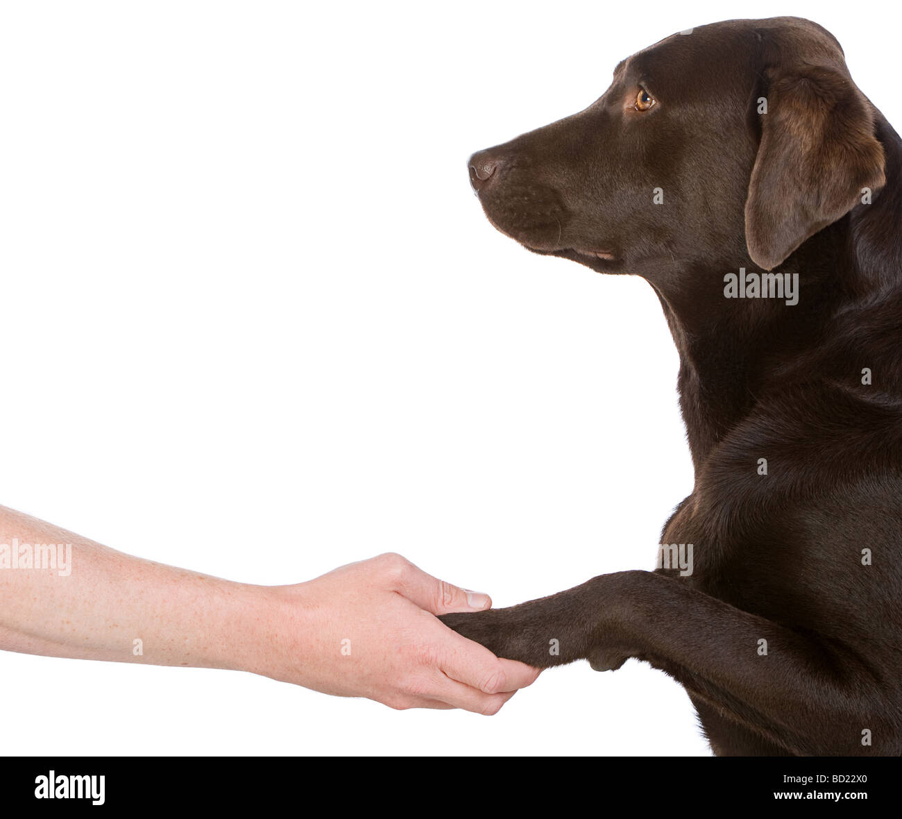 Labrador paw hi-res stock photography and images - Alamy