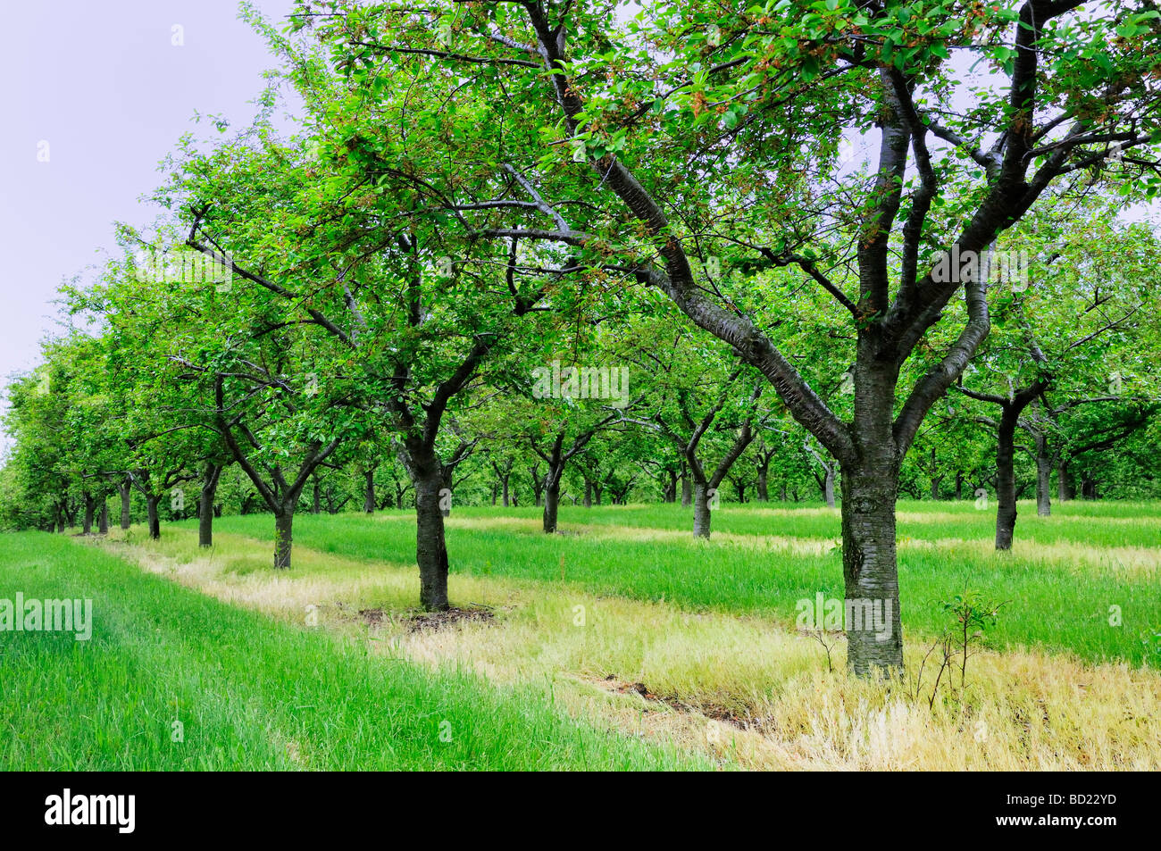 A grove of cherry trees Old Mission Peninsula near Traverse City Stock ...