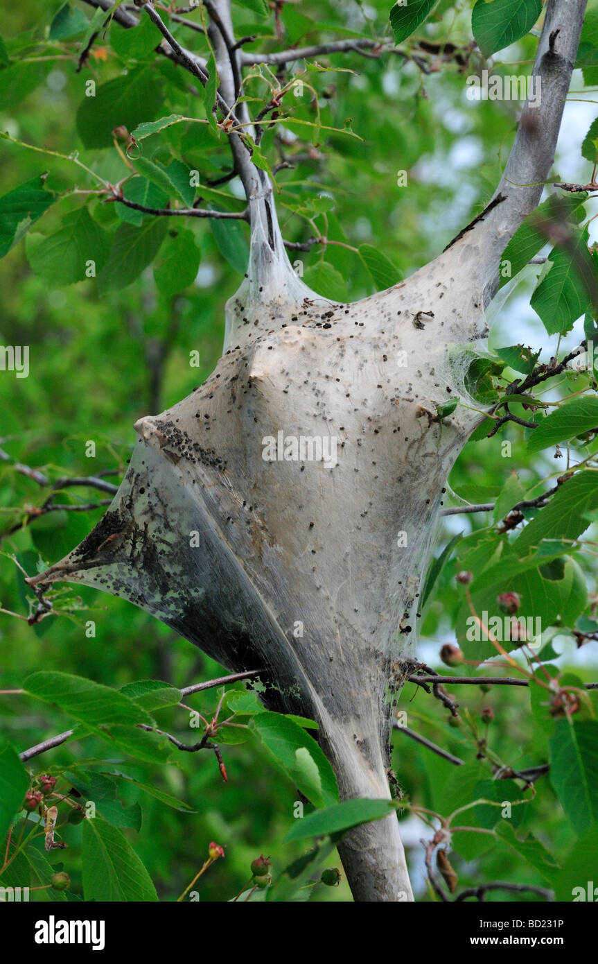 Tent caterpillar tent in a tree Stock Photo - Alamy