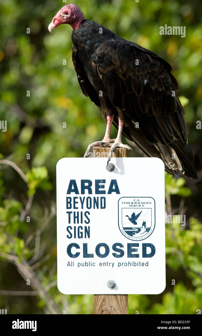 Turkey Vulture sitting on Area Closed sign - J. N. Ding Darling ...